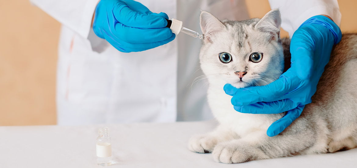 Simple Guide To Understand Pet Ear Diseases And Its Treatment ...