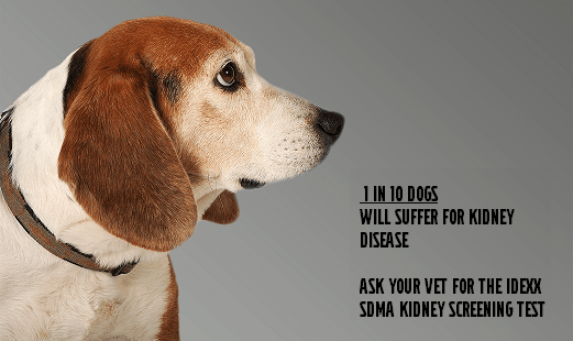 The New IDEXX SDMA Kidney Screening Test