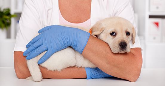 How Safe is Your Veterinary Disinfectant Protocol? | Eurovets ...
